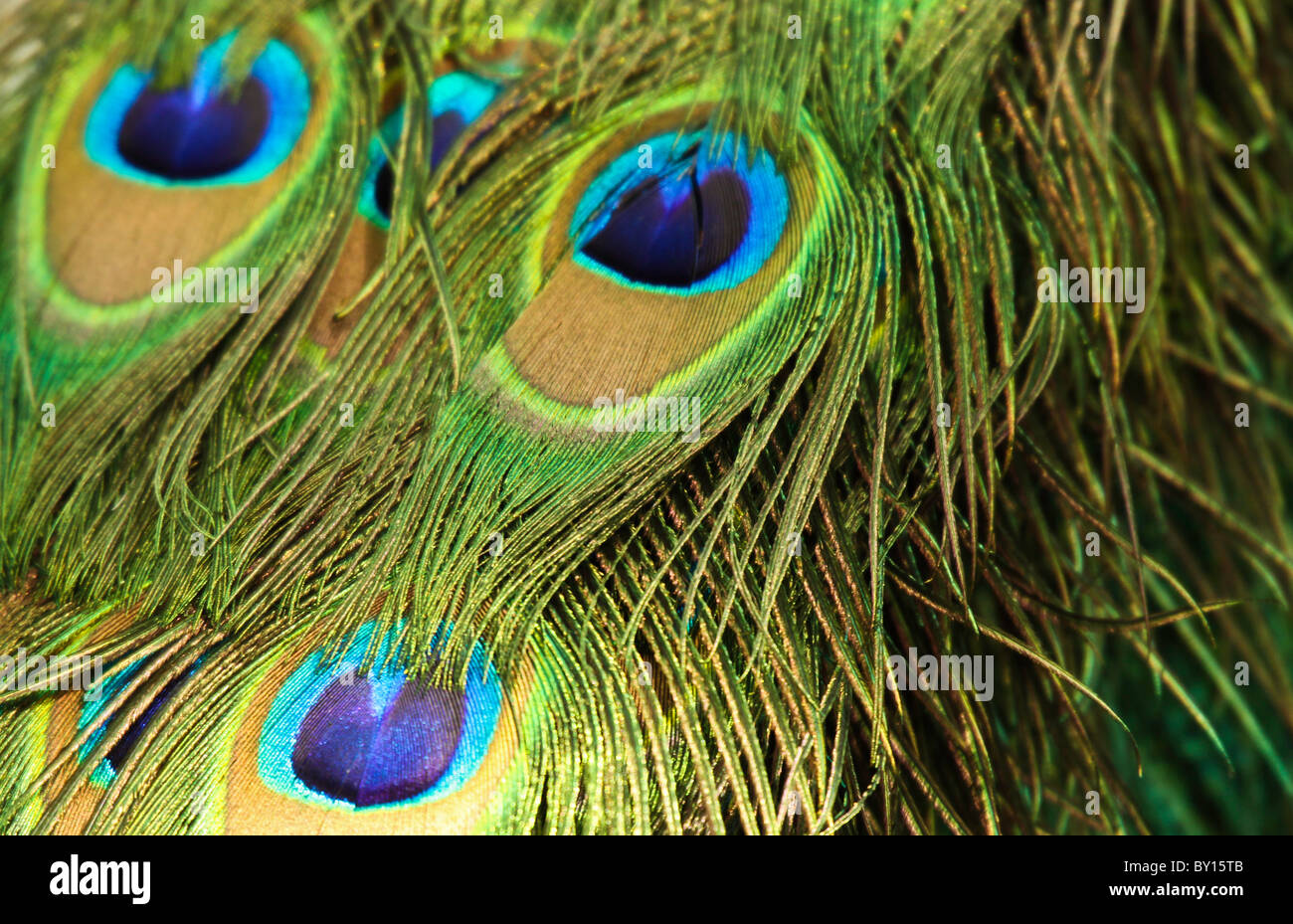 Plumage of a male peacock displaying all its colours Stock Photo - Alamy