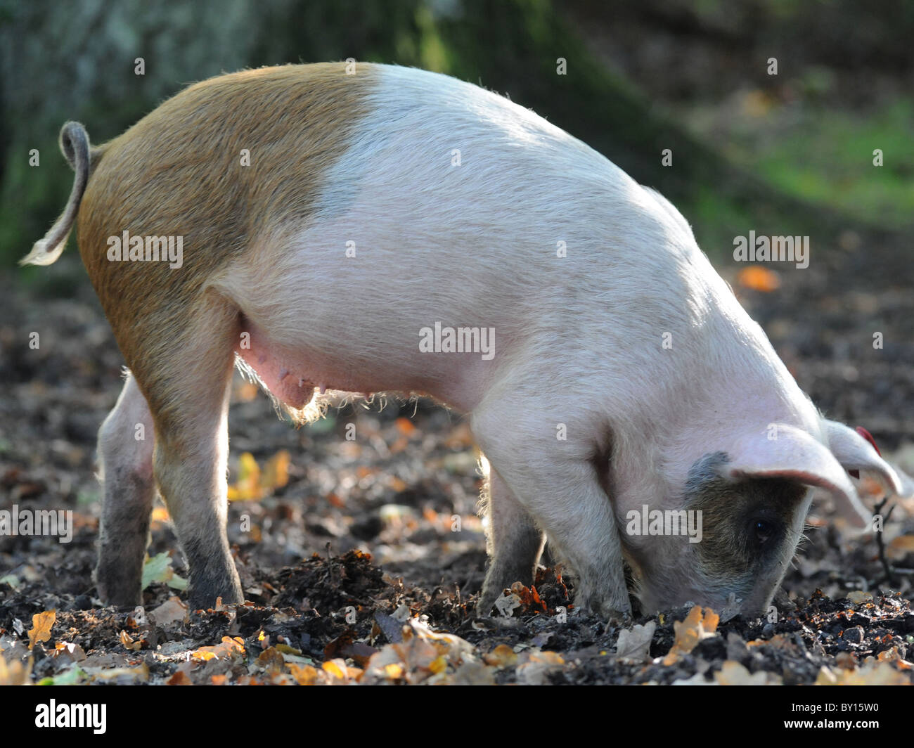 A pig in The New Forest hunting for acorns and digging with his nose ...