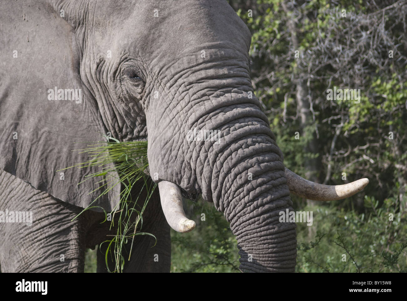 African elephant eating in Kruger Park Stock Photo - Alamy