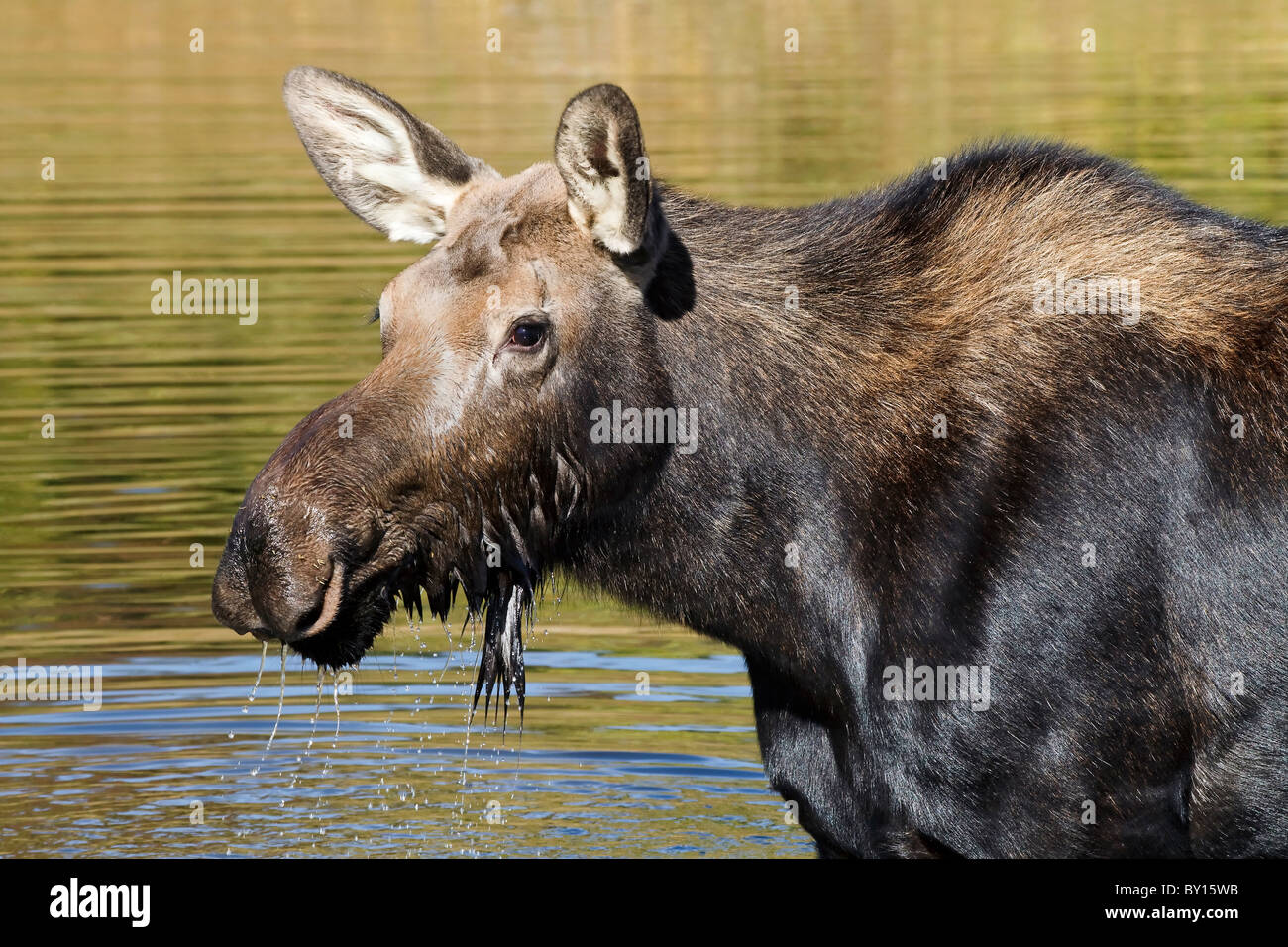Female beaver hi-res stock photography and images - Alamy