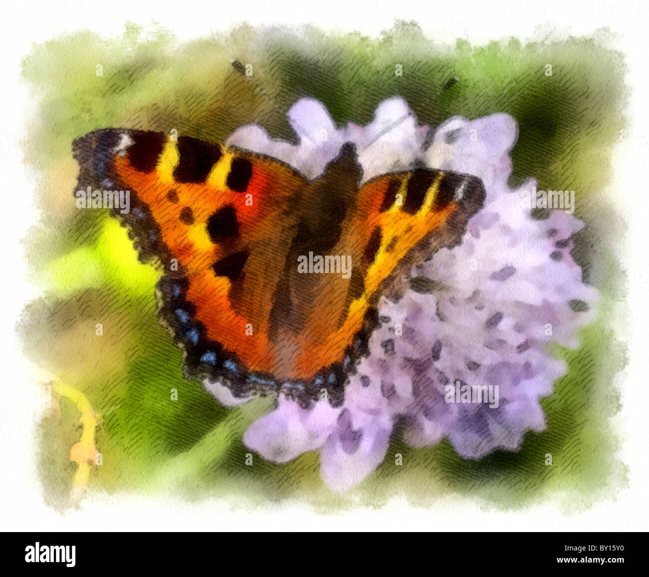 Illustration of a small tortoiseshell butterfly Stock Photo - Alamy