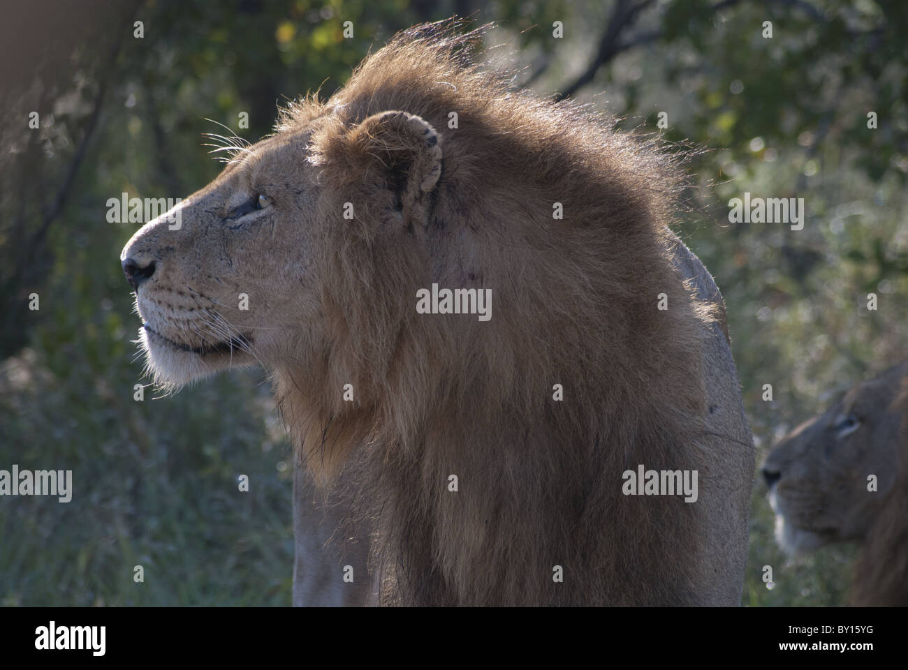 Lion head side profile hi-res stock photography and images - Alamy