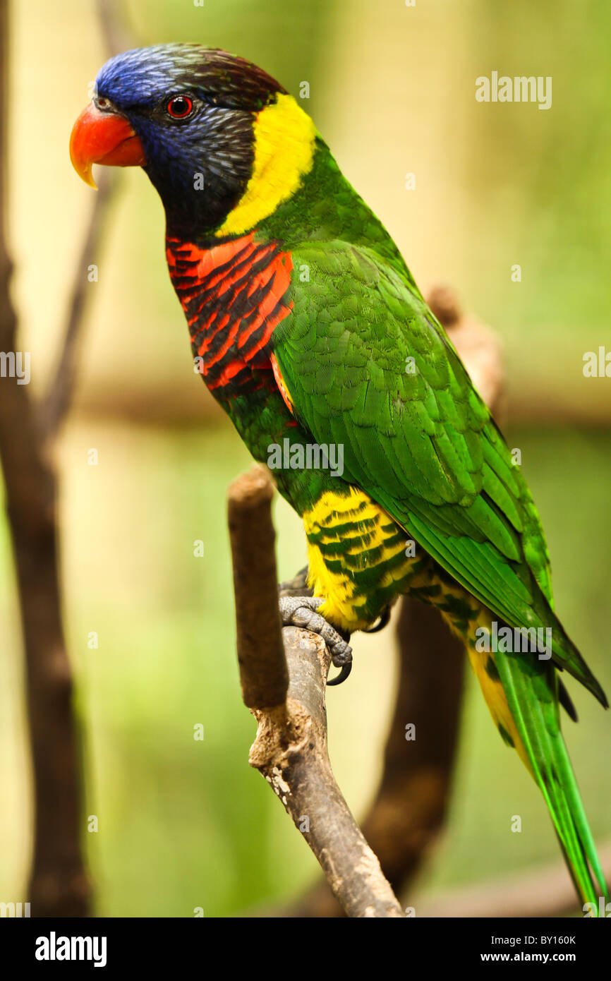 Parrots in the Kuala Lumpur bird park Stock Photo - Alamy
