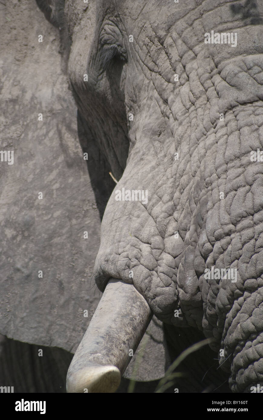 African elephant kruger park hi-res stock photography and images - Alamy