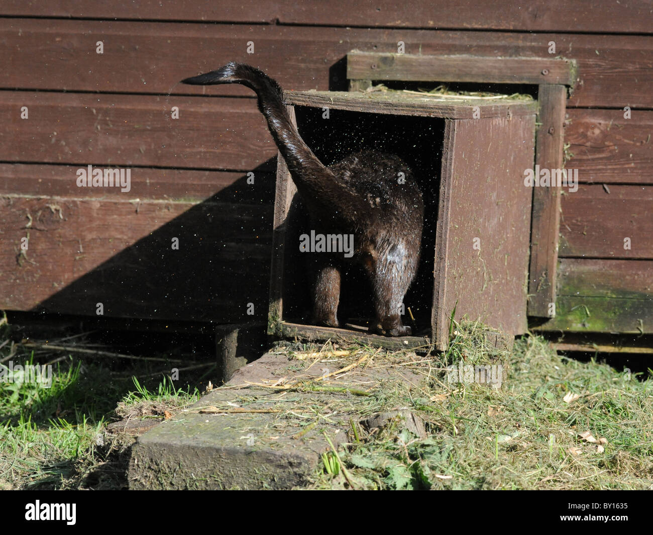 Otter entering a holt Stock Photo - Alamy
