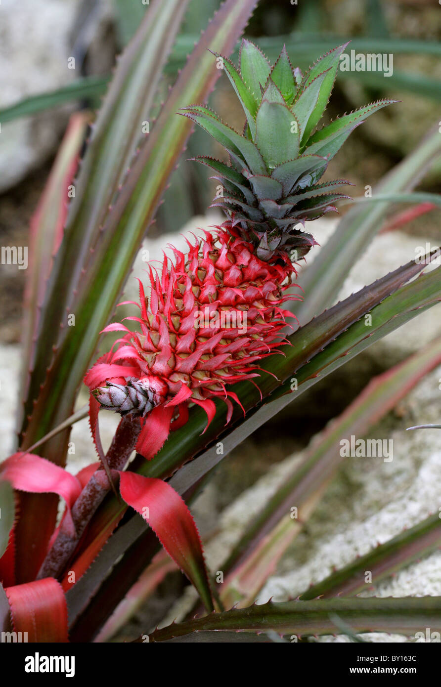Ananas comosus hi-res stock photography and images - Alamy