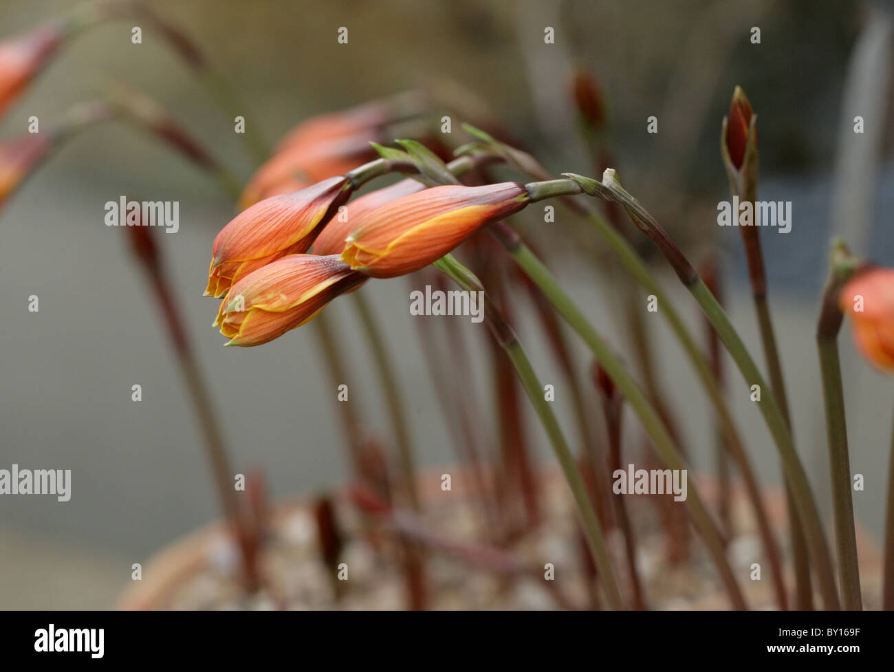 Fairy Lily, Rain Lily or Zephyr Lily, Zephyranthes verecunda ...