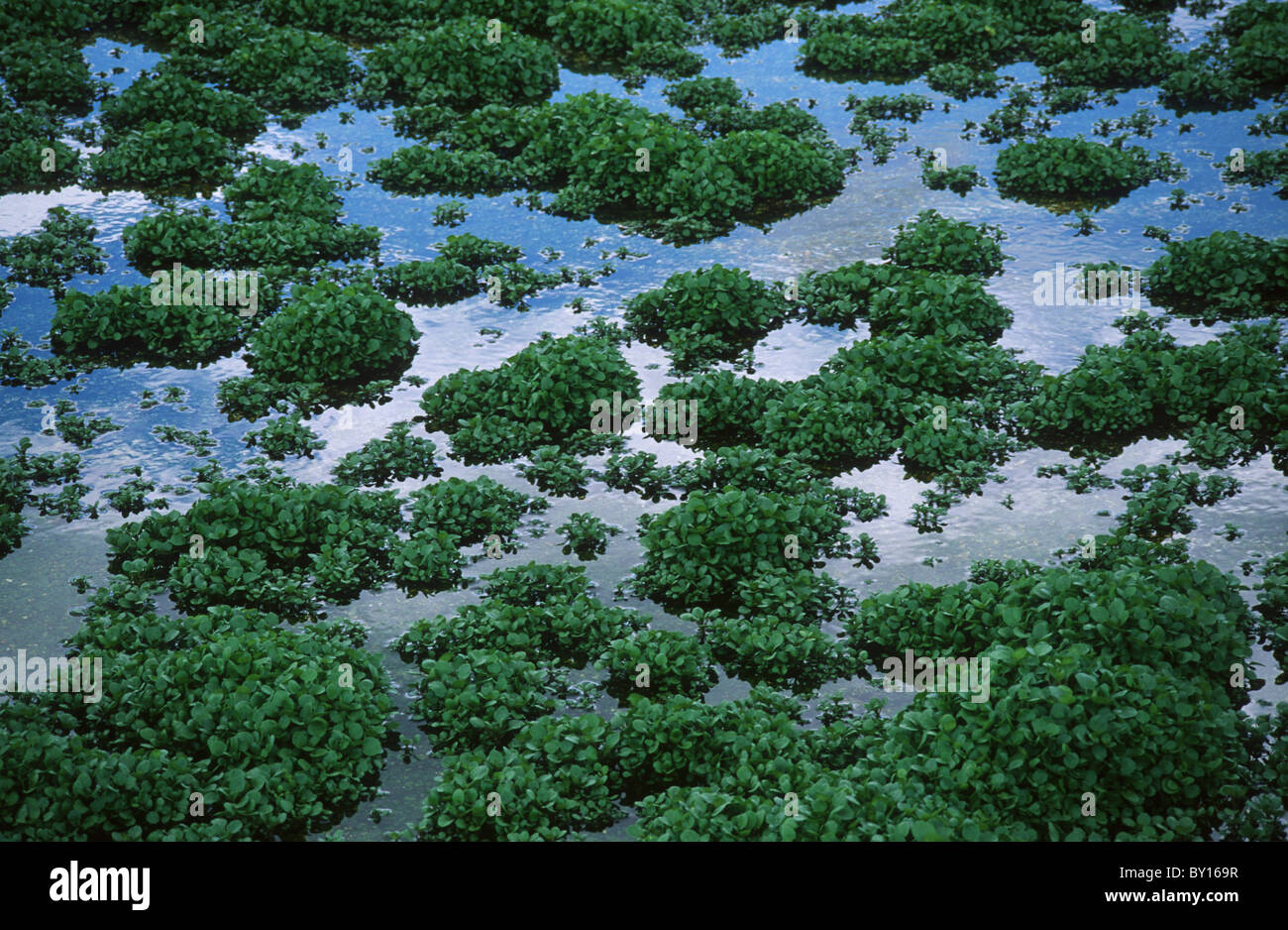 Watercress farming hi-res stock photography and images - Alamy
