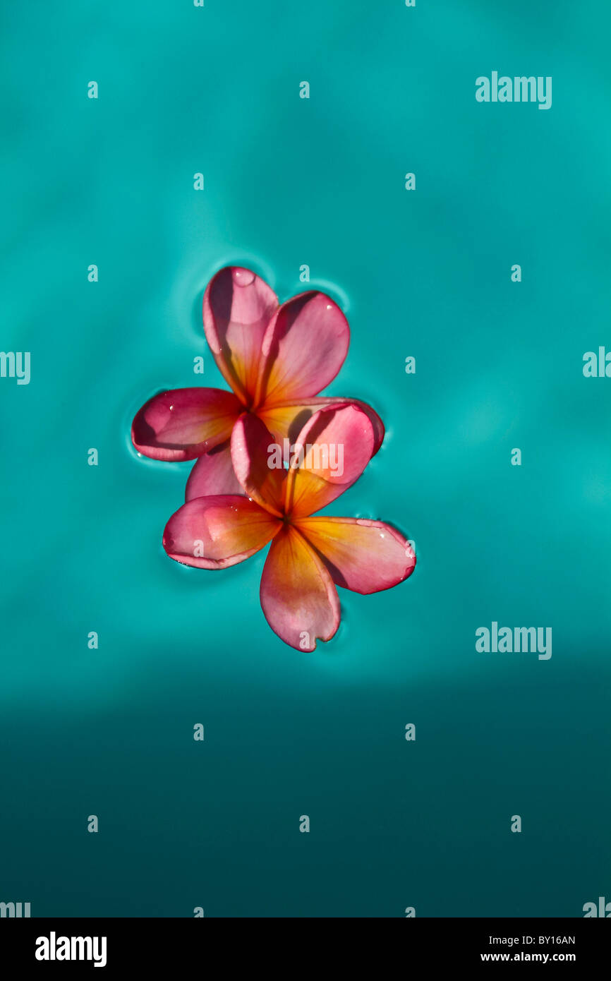 Groups of Frangipani floating in clear water Stock Photo - Alamy