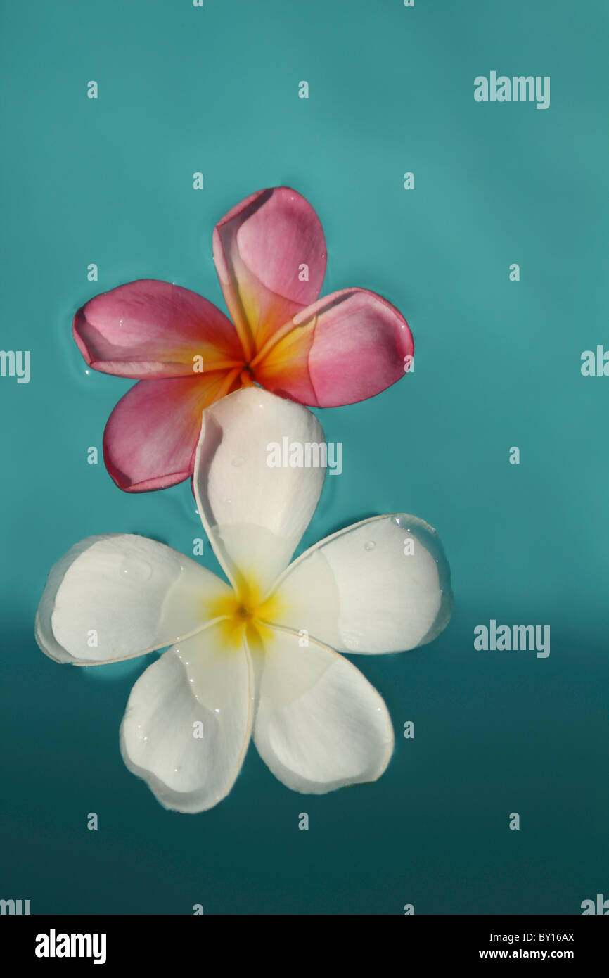 Groups of Frangipani floating in clear water Stock Photo - Alamy