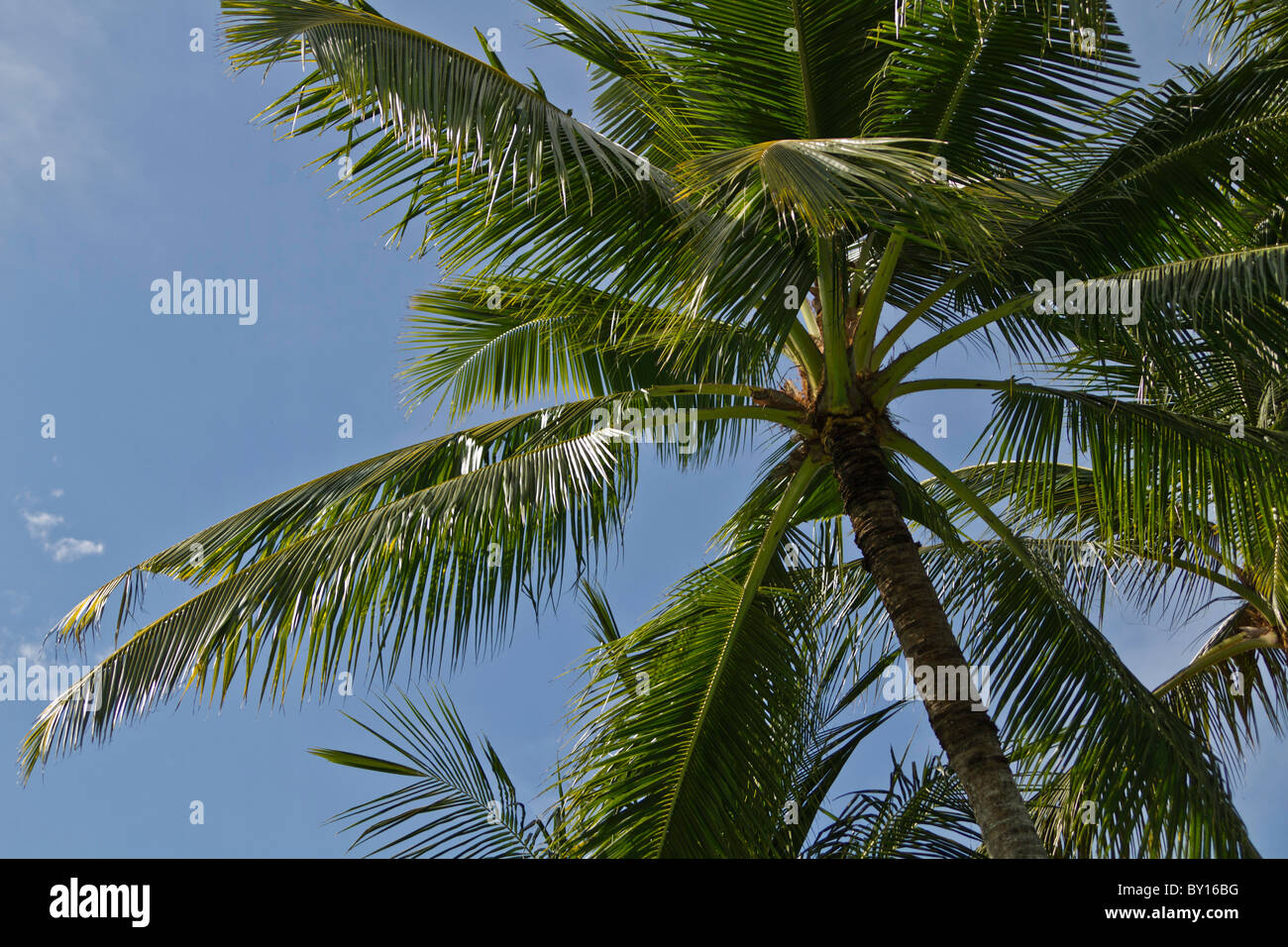 Palm tree in Bali Stock Photo - Alamy