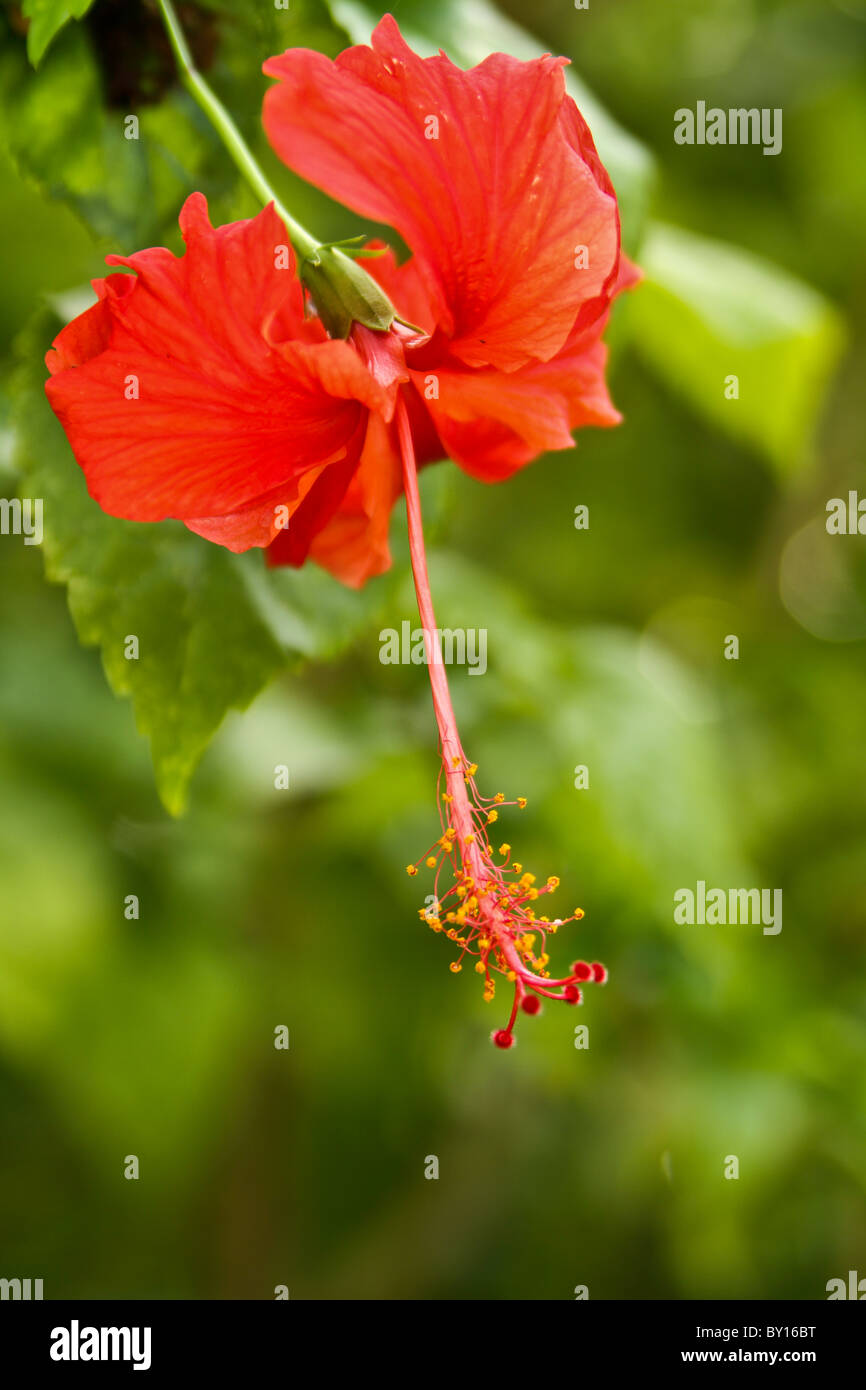 Hibiscus flower bali indonesia hi-res stock photography and images - Alamy
