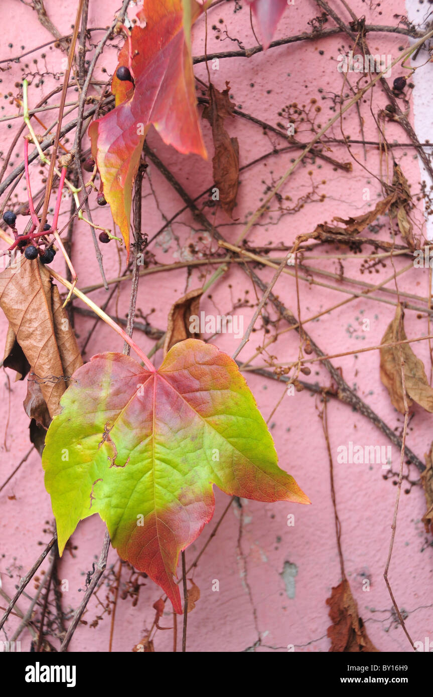 Maple Like Leaf High Resolution Stock Photography and Images - Alamy