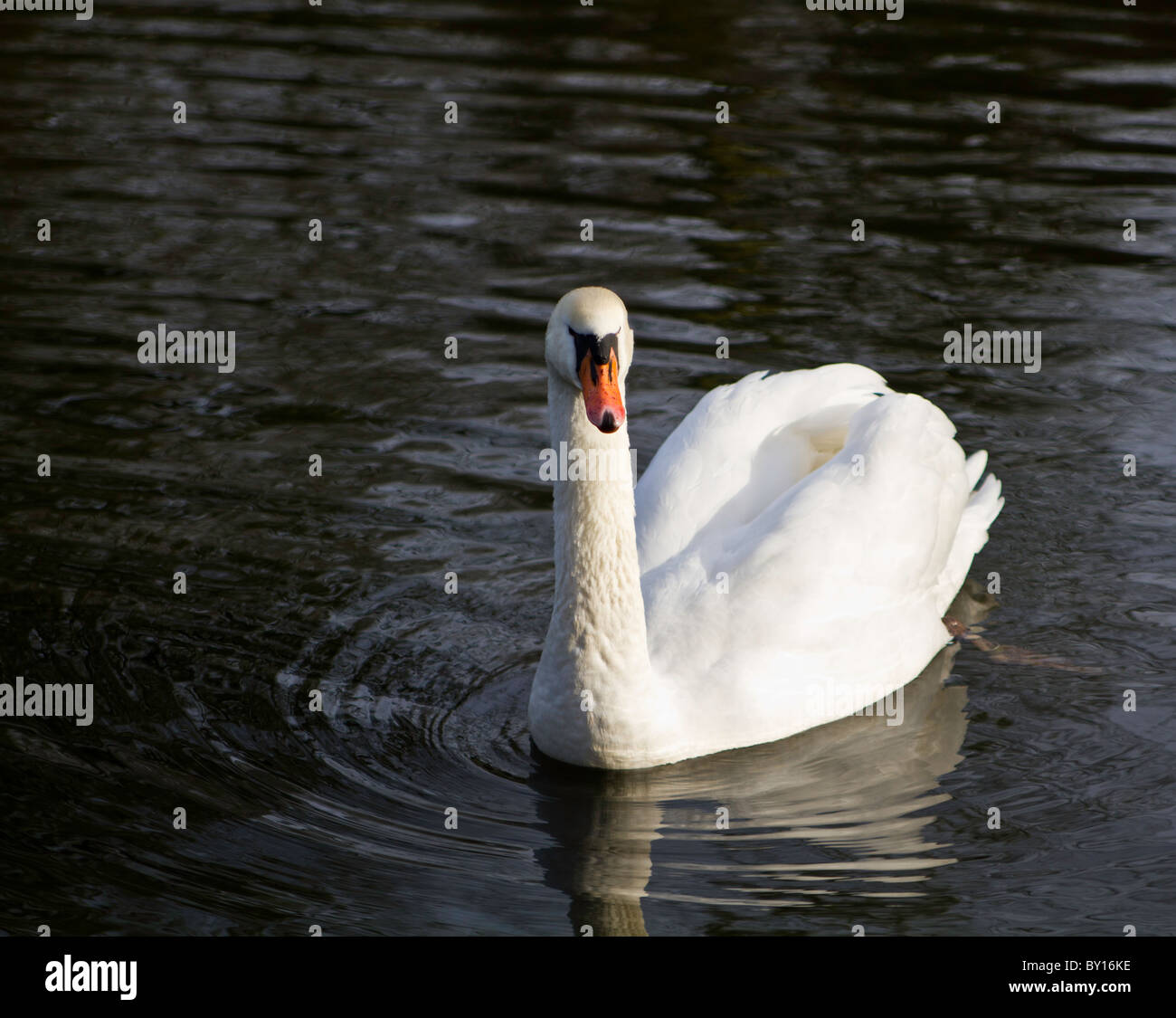 Swan on water hi-res stock photography and images - Alamy