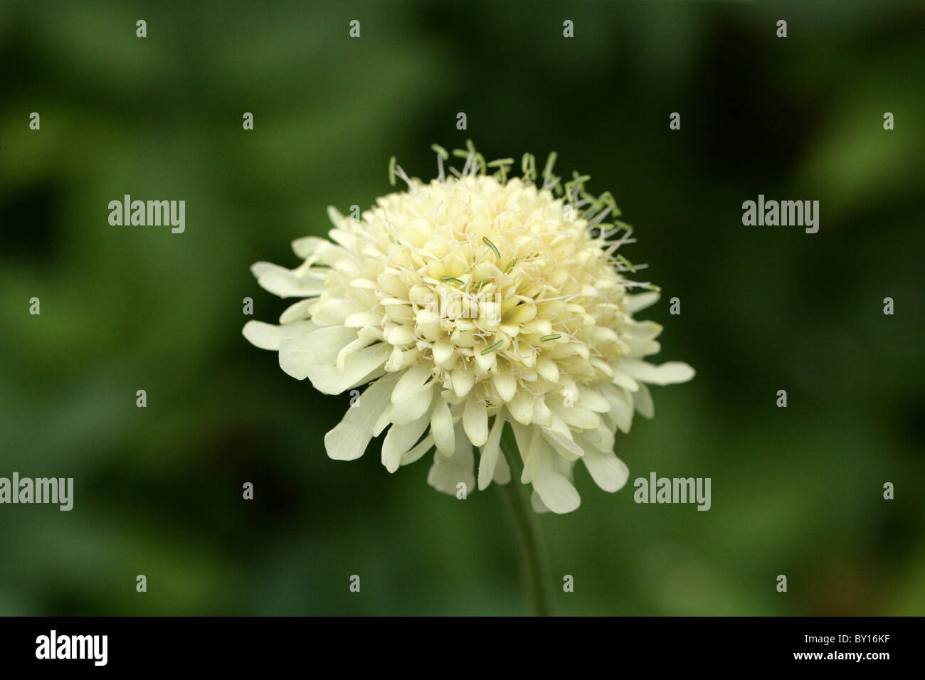 Mourning-Bride, Pincushion Flower, Scabious, Scabiosa songarica ...