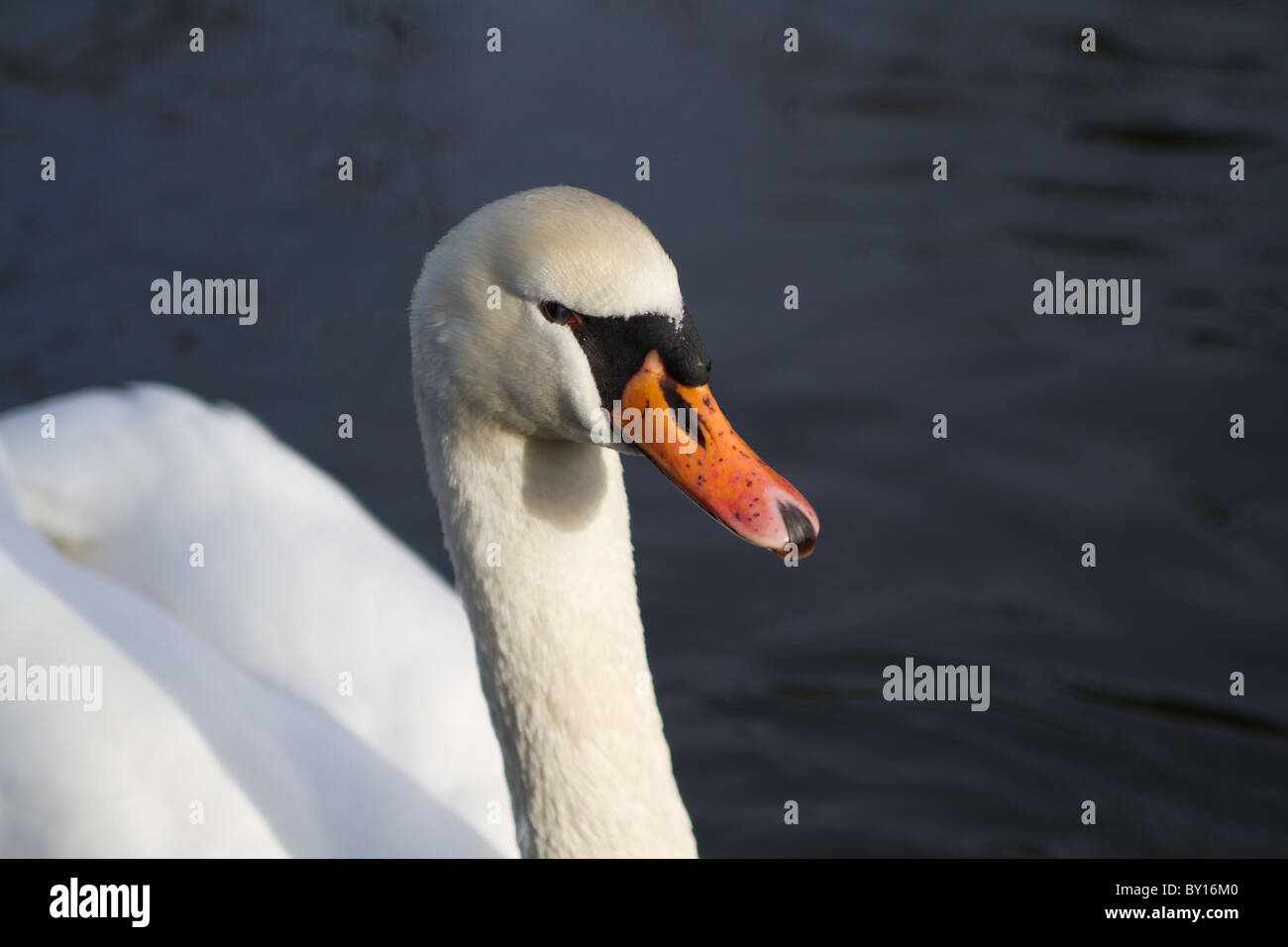 Swan Face Stock Photos & Swan Face Stock Images - Alamy