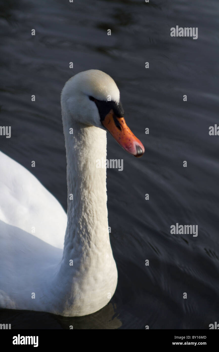 Swan face and neck hi-res stock photography and images - Alamy