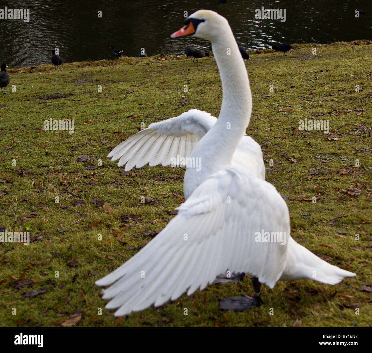 Swan fluffing its wings in a display for the female Stock Photo - Alamy