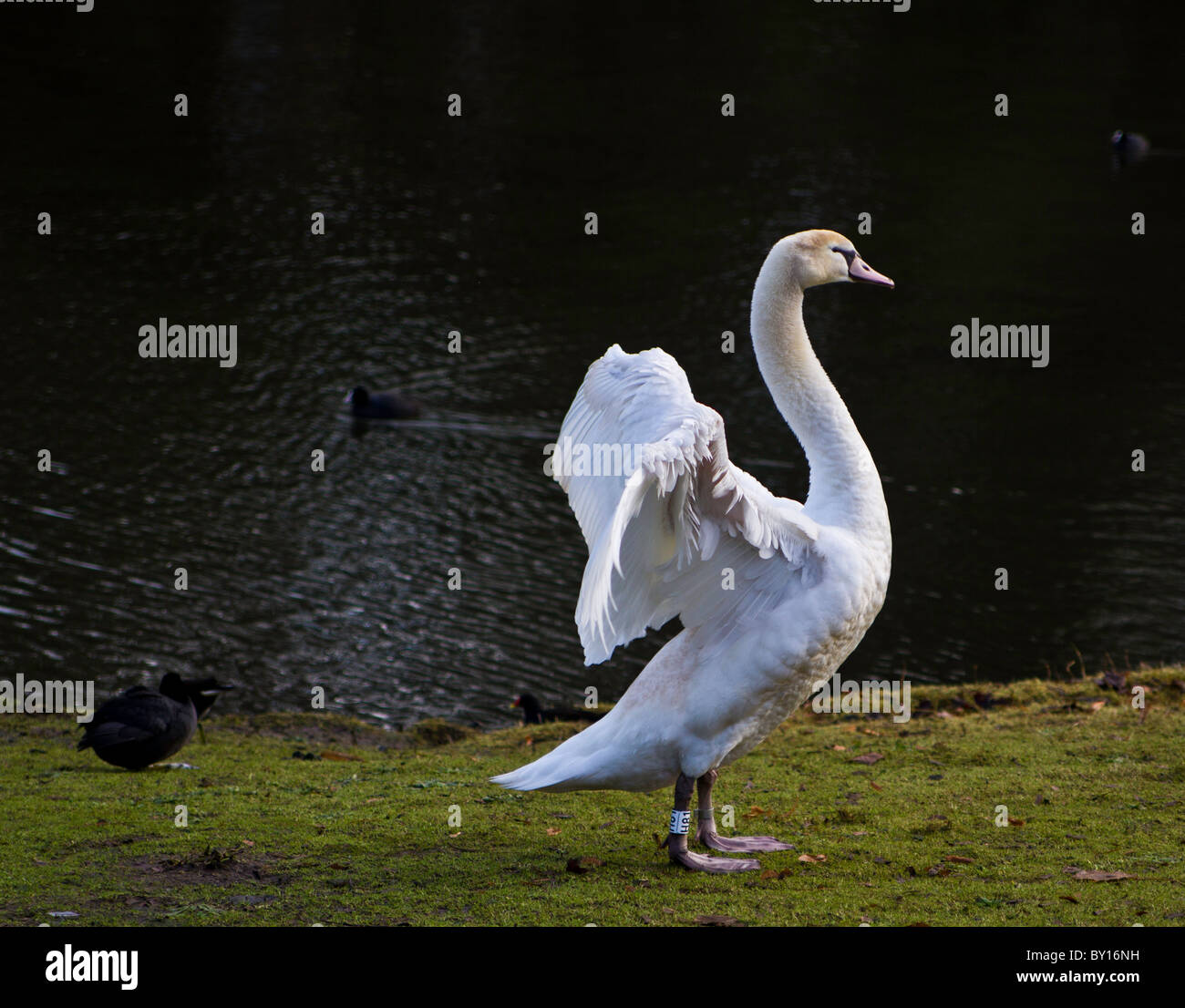 Swan fluffing its wings in a display for the female Stock Photo - Alamy