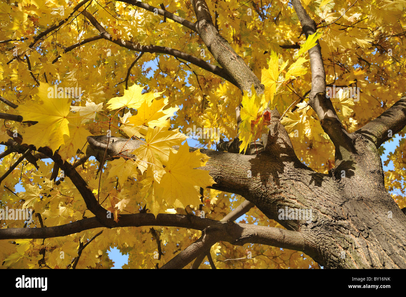 Maple tree in Autumn displaying bright yellow leaves Stock Photo - Alamy