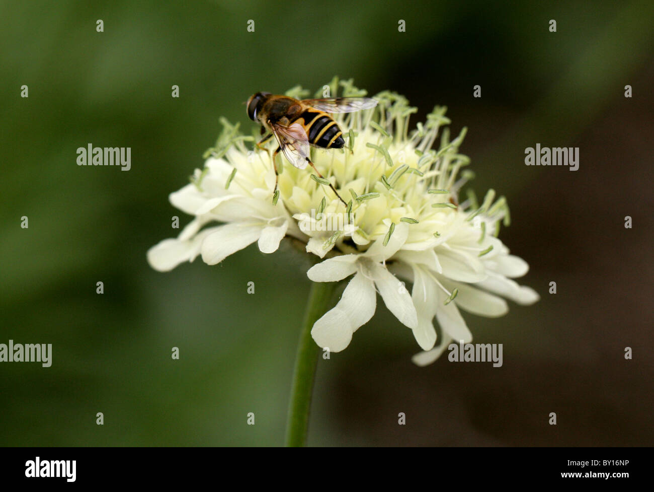 Hoverfly, Eristalis horticola, Syrphidae Diptera, on Scabius Pincushion ...