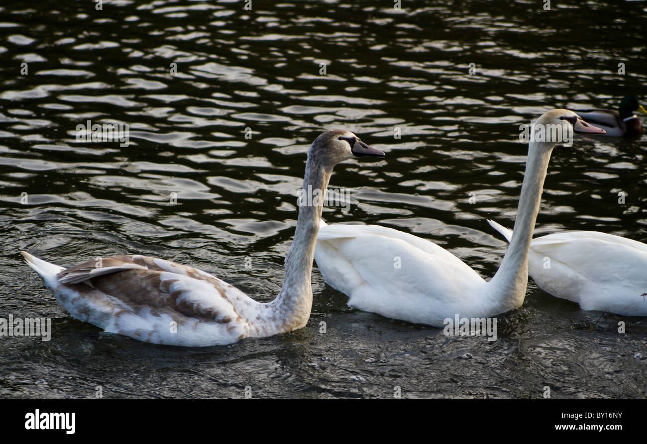 Swan position hi-res stock photography and images - Alamy