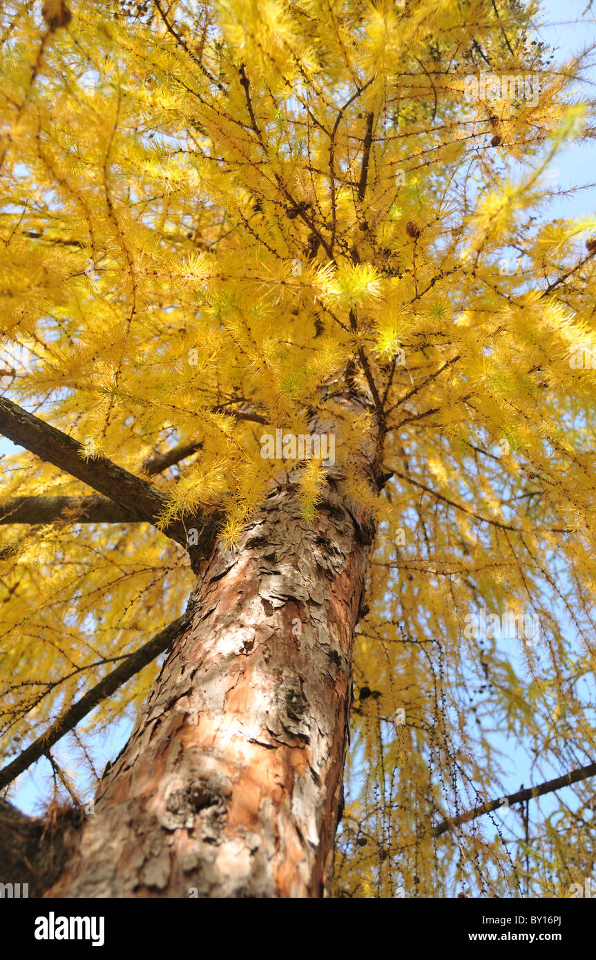 Larch-tree in autumn colours Stock Photo - Alamy