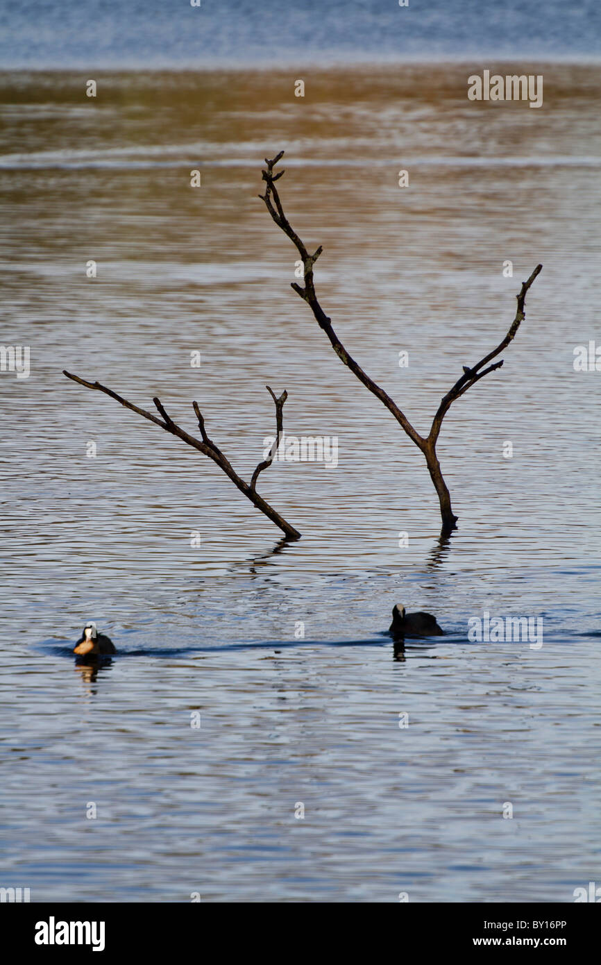 Drowned tree hi-res stock photography and images - Alamy