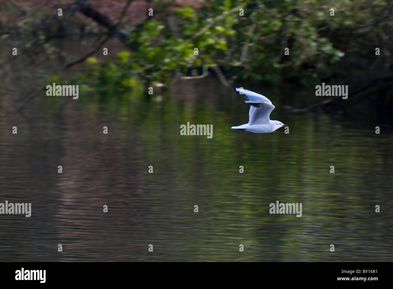 Seagull flying over lake in aerodynamic shape Stock Photo - Alamy