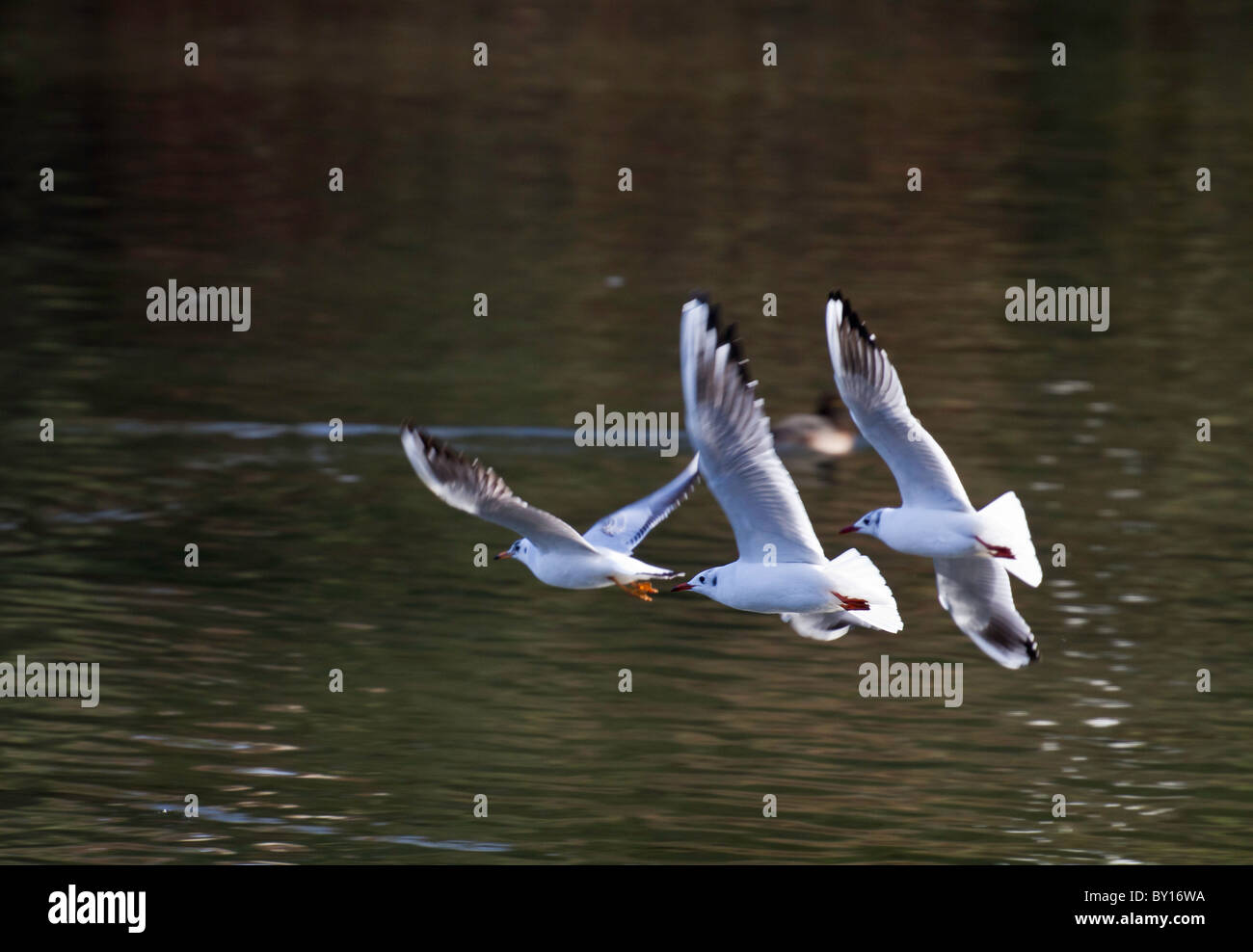Three seagulls flying in close formation over lake Stock Photo - Alamy