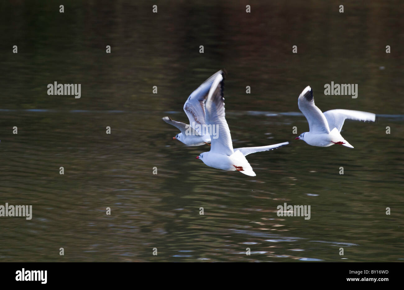 Seagulls flying in formation over lake Stock Photo - Alamy