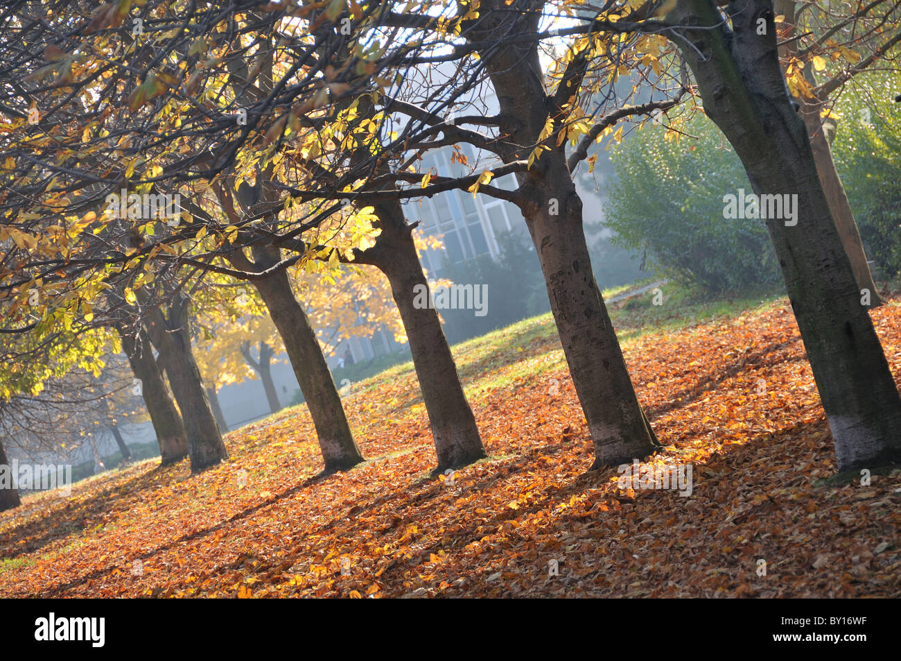 Colorful trees on a sunny autumn day Stock Photo - Alamy