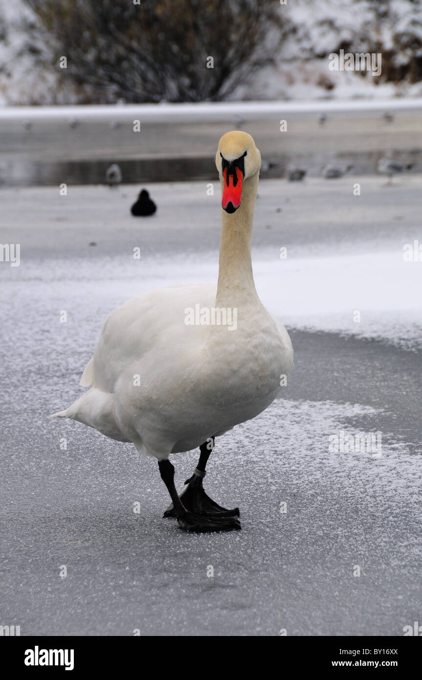 Frozen bird hi-res stock photography and images - Alamy