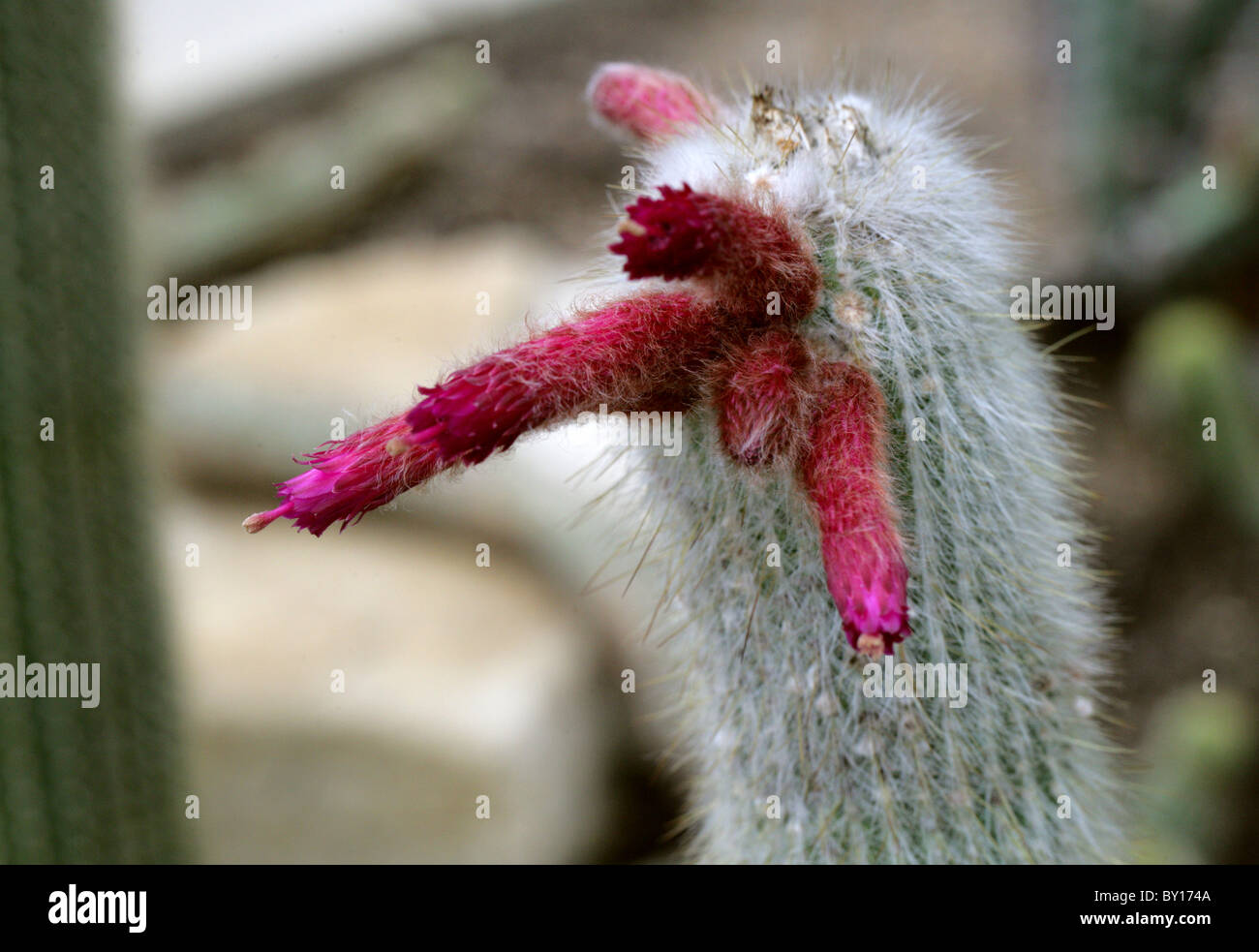 Silver Torch or Wooly Torch Cactus, Cleistocactus strausii, Cactaceae ...