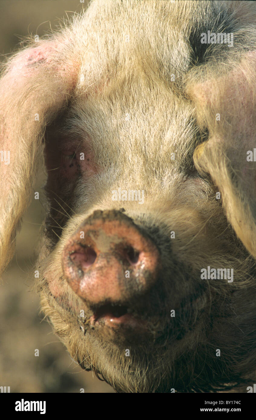 Pig (boar), (Gloucester Old Spot) farmland, Yorkshire, UK Stock Photo ...