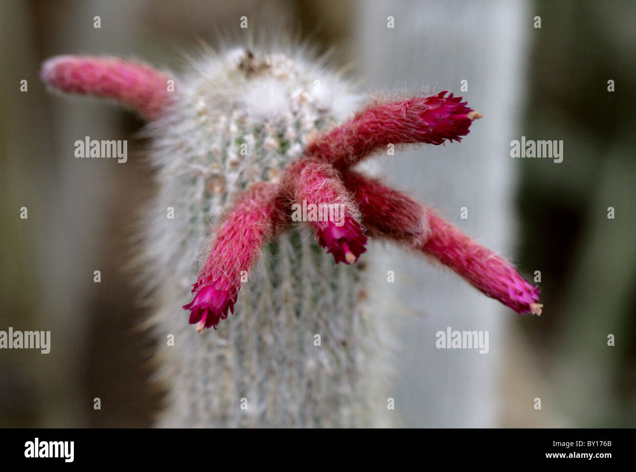 Silver Torch or Wooly Torch Cactus, Cleistocactus strausii, Cactaceae ...