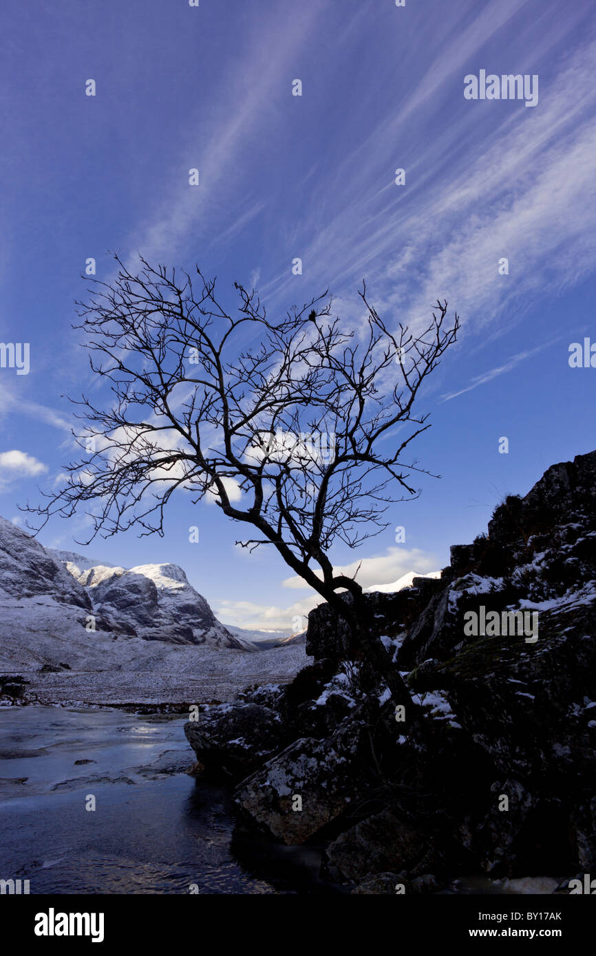 Silhouette of a lone tree against a blue sky, Glencoe, Scottish ...