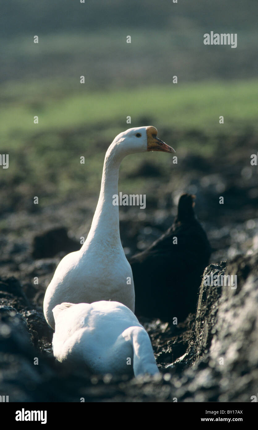 Geese in mud, farmland, Yorkshire, UK Stock Photo - Alamy
