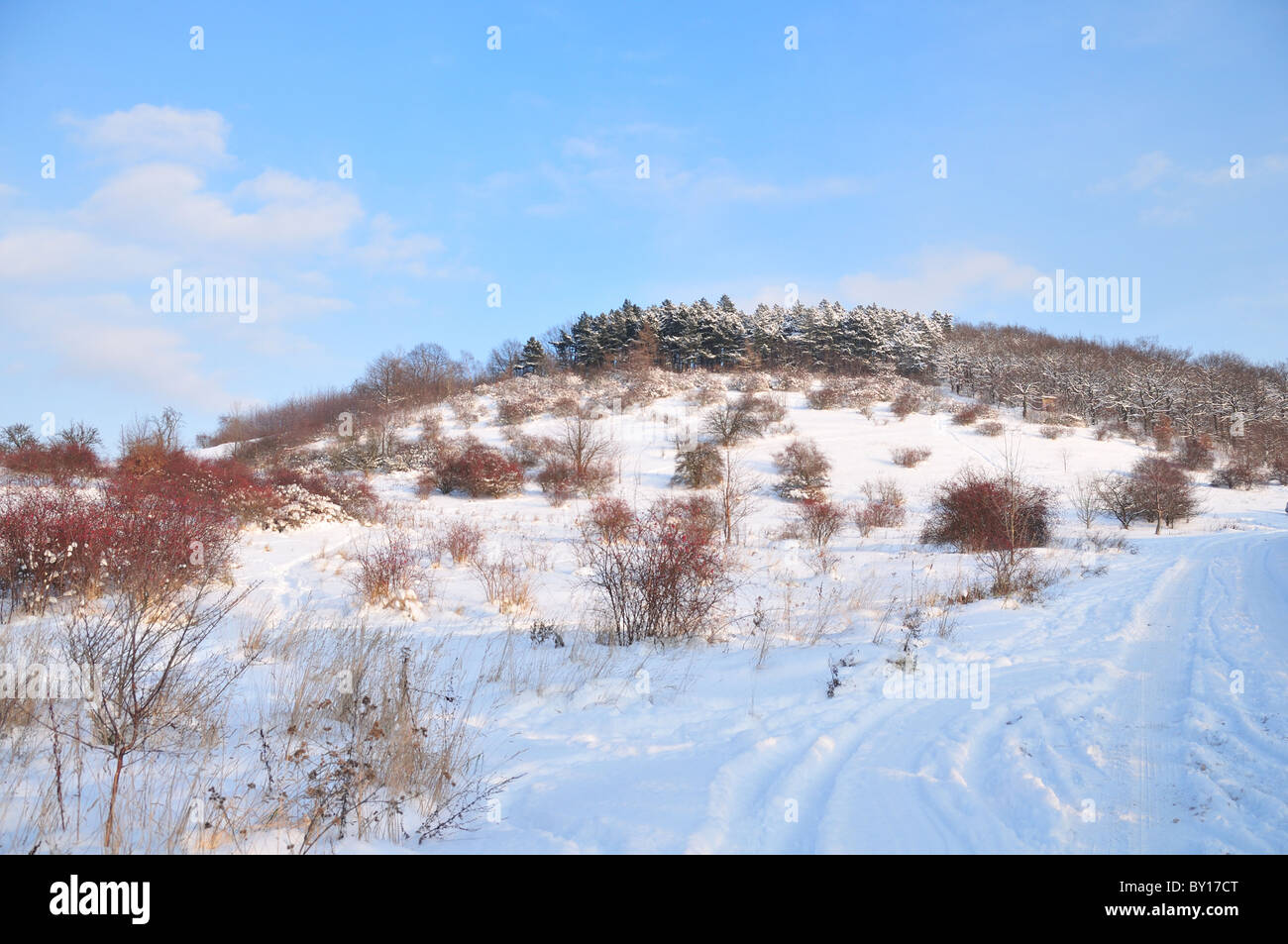Beautiful serene landscape in winter with fresh snow all around Stock ...