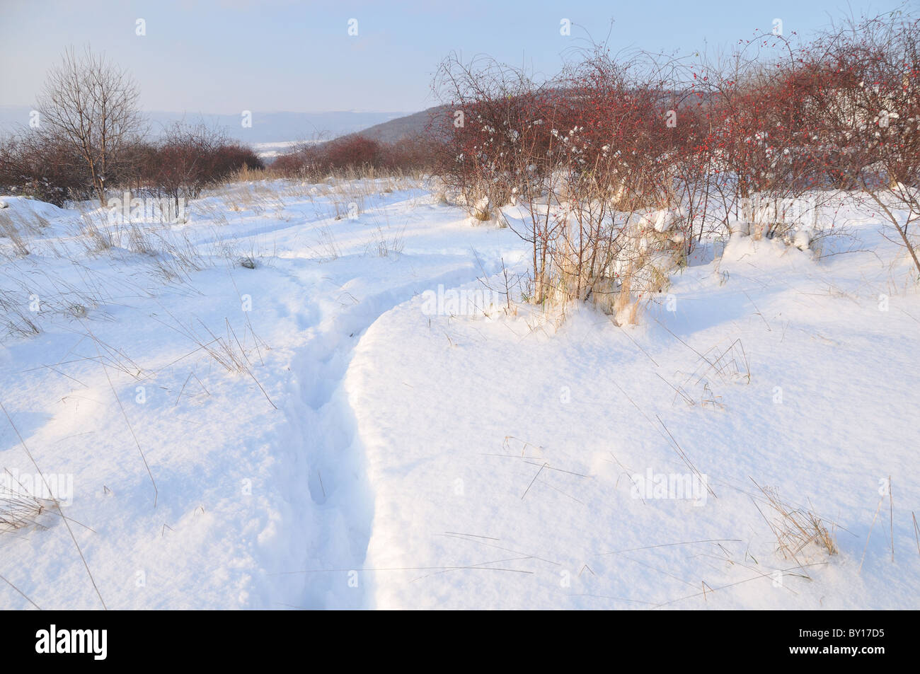 Beautiful serene landscape in winter with deep fresh snow all around ...
