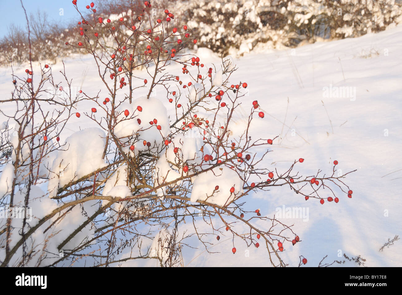 Rose hips covered in fresh deep snow Stock Photo - Alamy