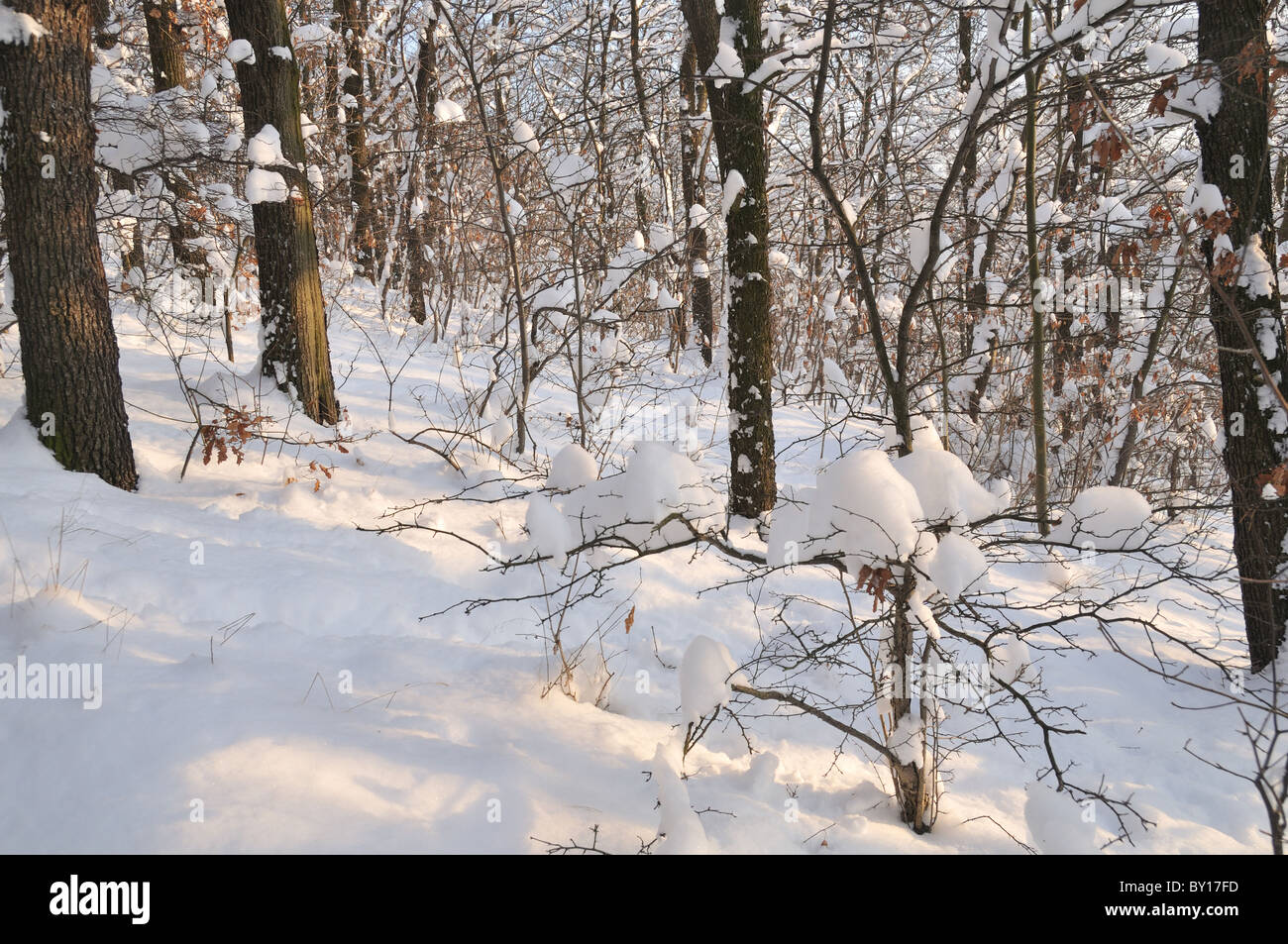Forest in winter with deep snow all around and snow covered trees Stock ...