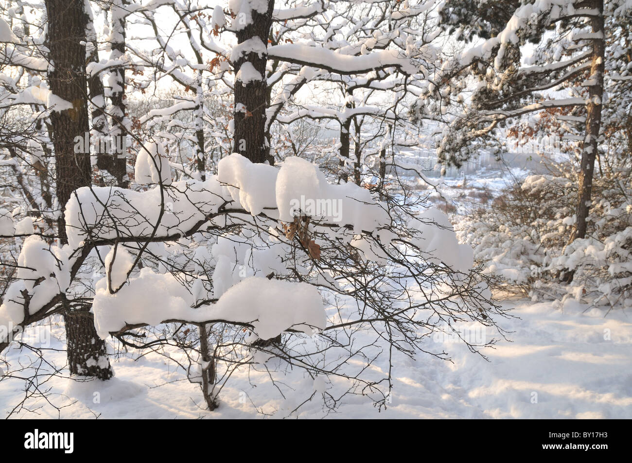 Forest in winter with deep snow all around Stock Photo - Alamy