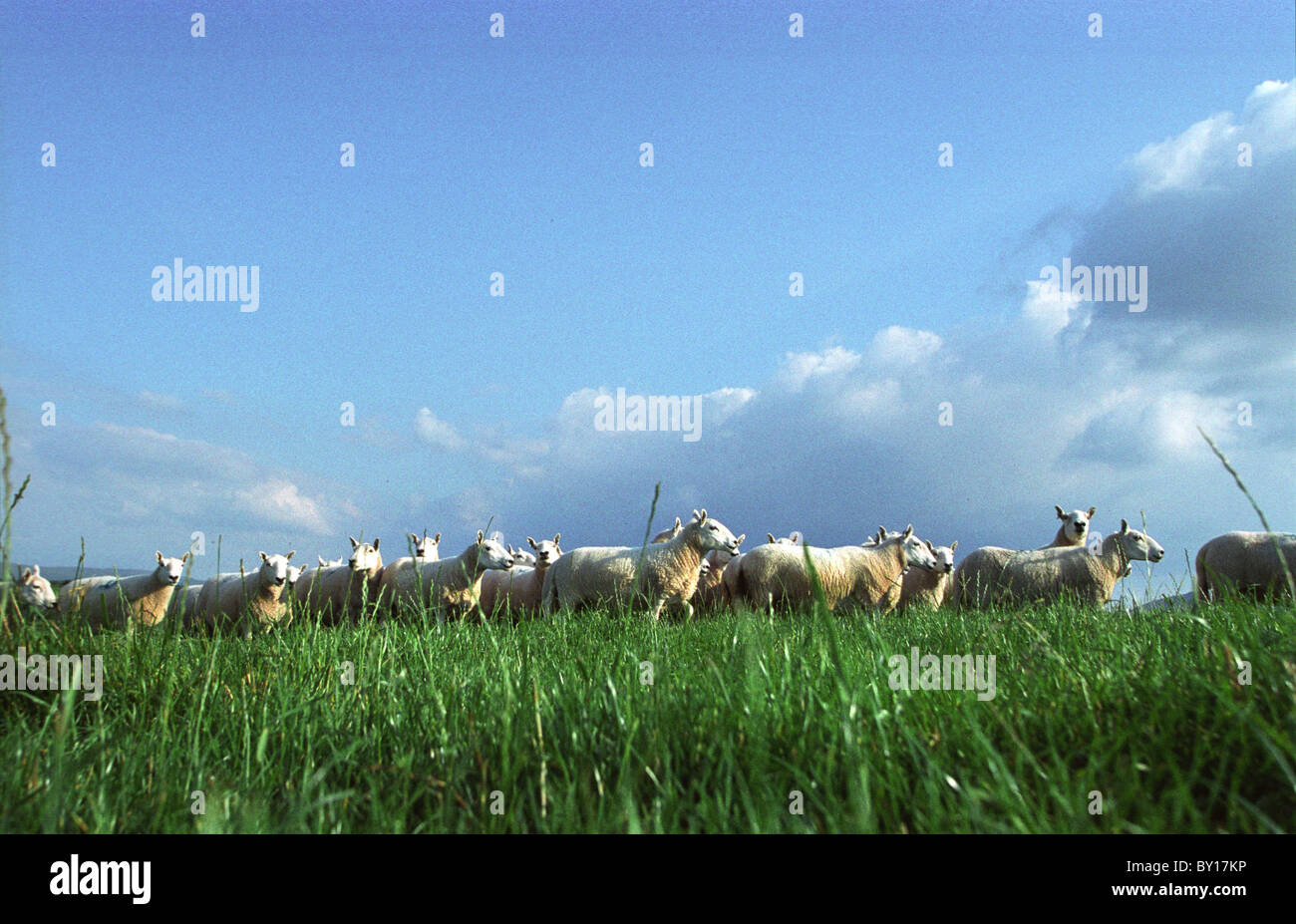 Farming agriculture mid wales landscape hi-res stock photography and ...