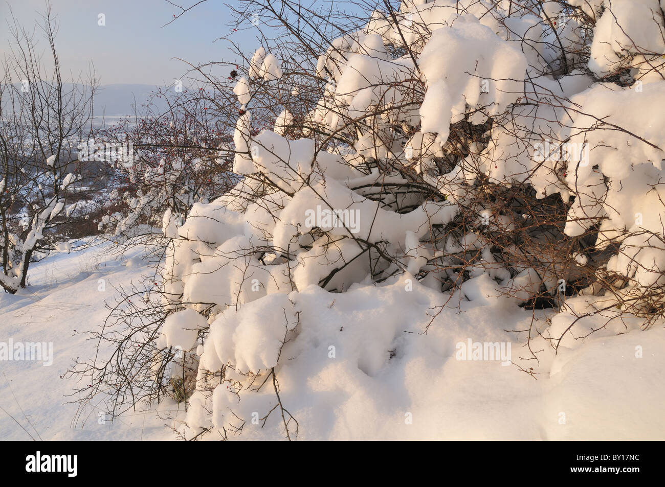 Bushes covered in fresh deep snow Stock Photo - Alamy
