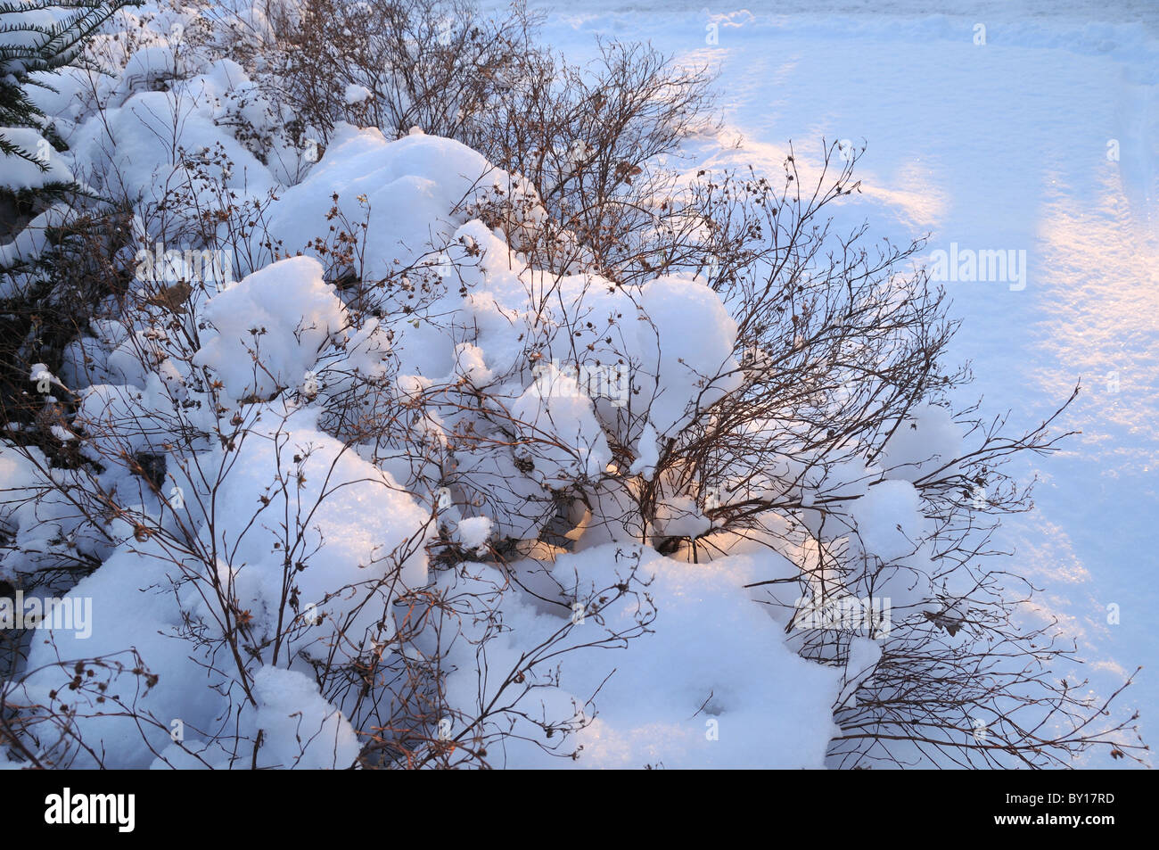 Bushes covered in fresh deep snow Stock Photo - Alamy
