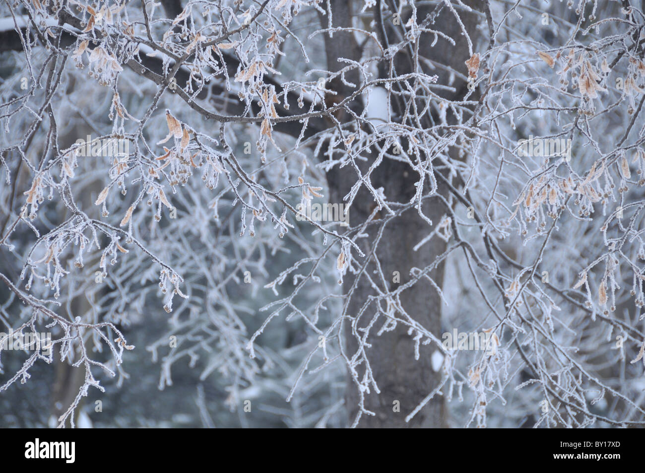 Tilia - European linden tree covered in frost (lime tree Stock Photo ...