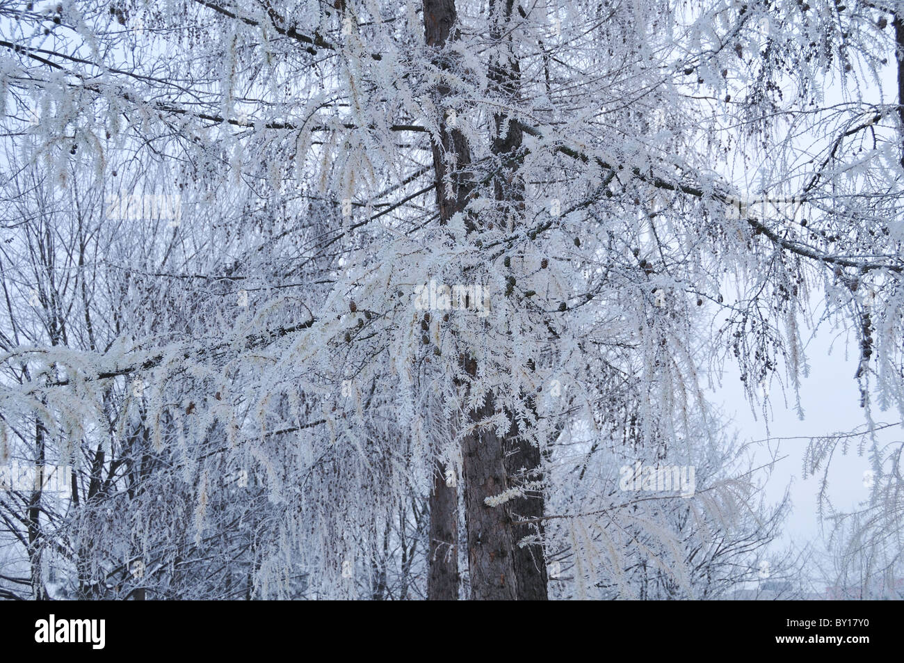 Frosty trees in winter hi-res stock photography and images - Alamy