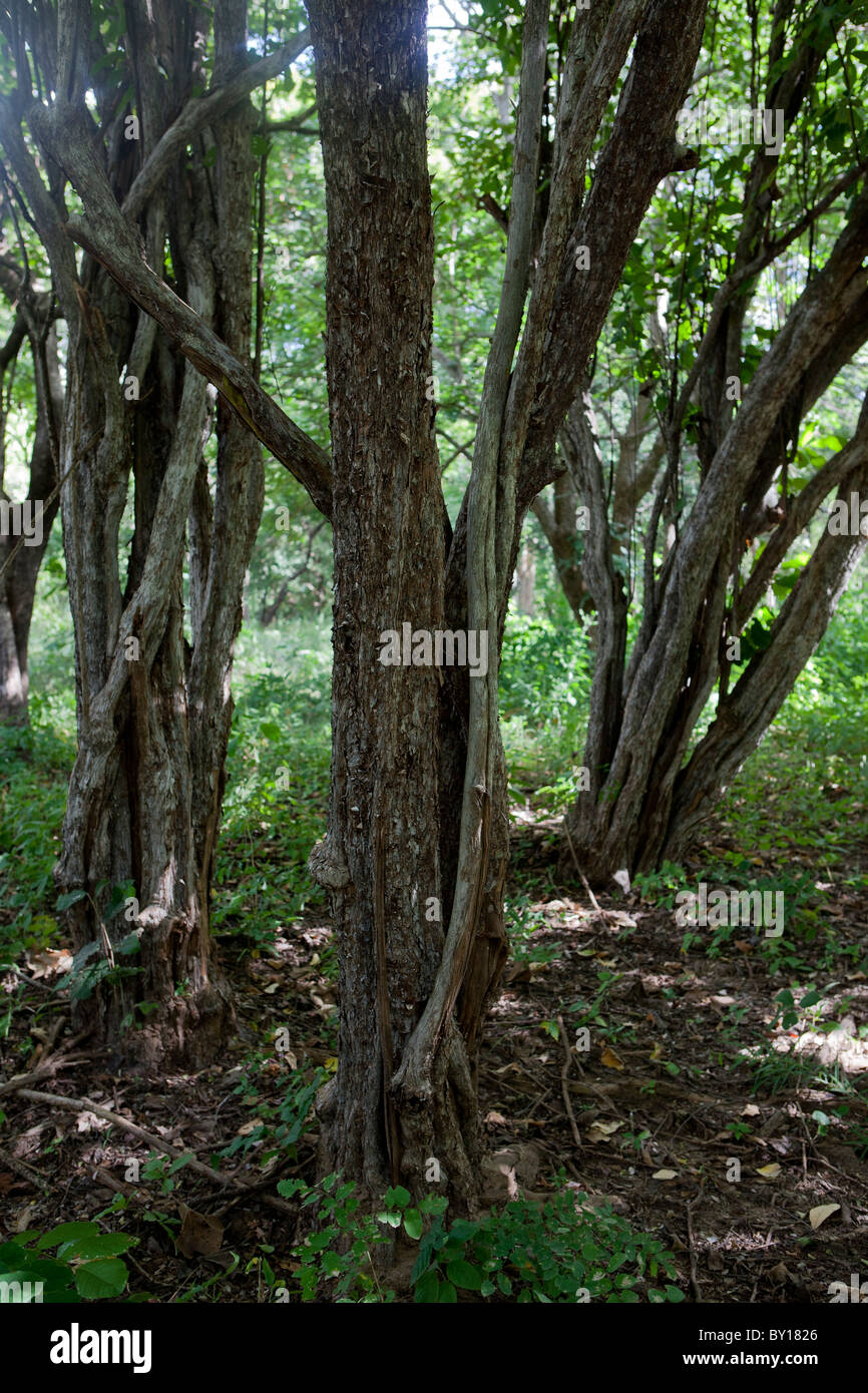 Primary forest hi-res stock photography and images - Alamy