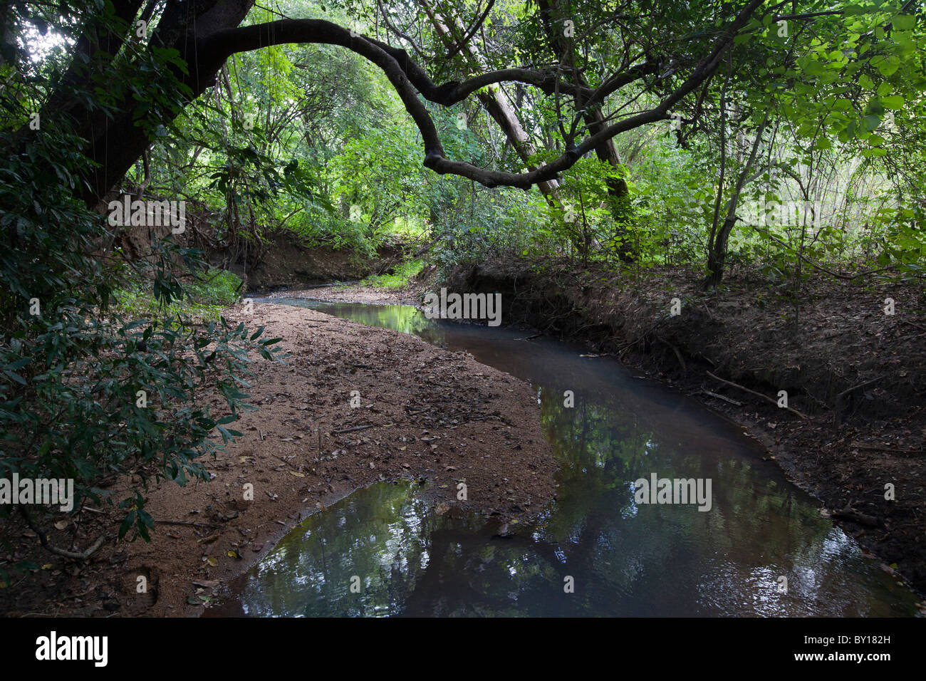 MECEBURI FOREST, NEAR NAMPULA, MOZAMBIQUE, May 2010: Primary forest ...